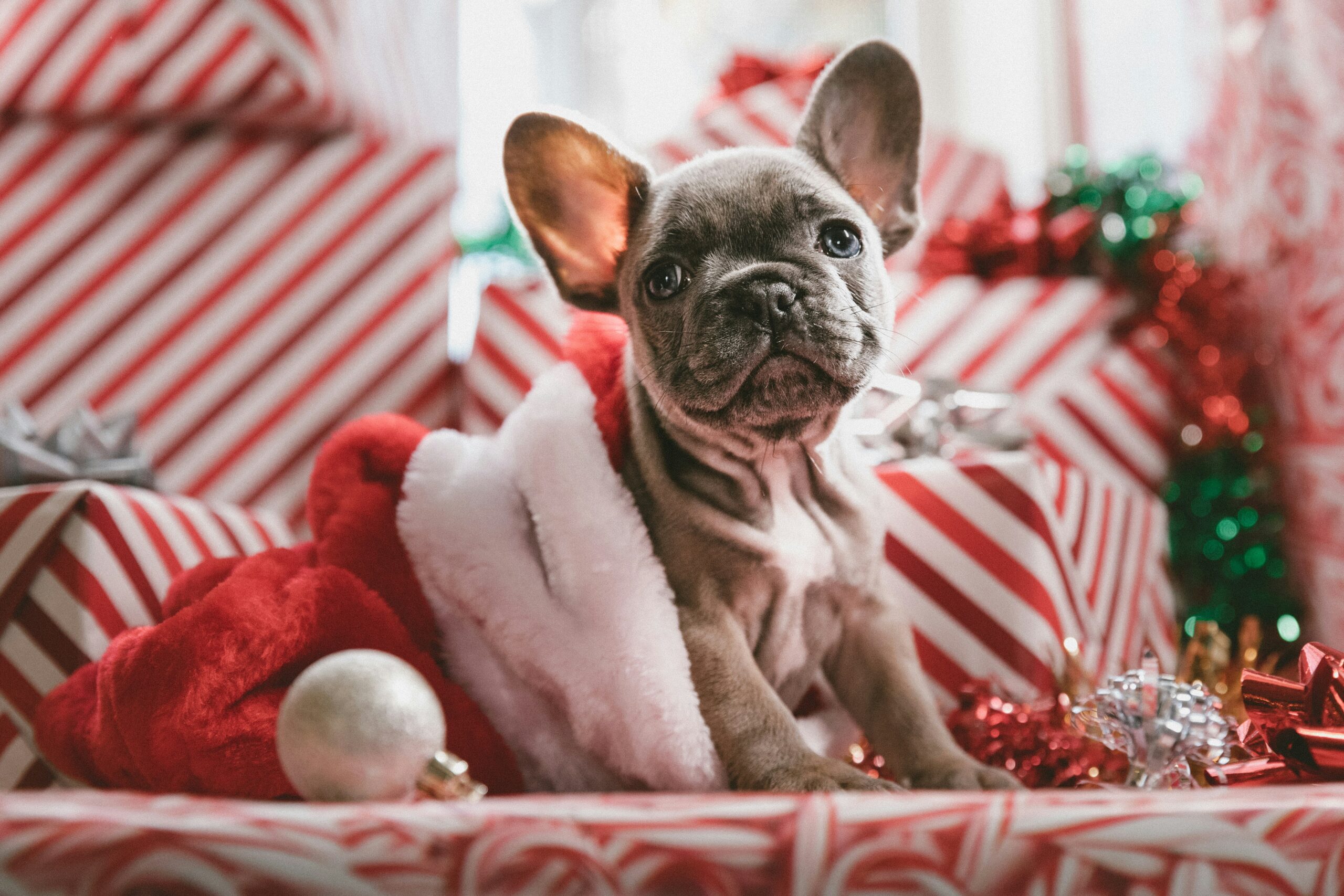 Festive Decorating Ideas for Apartments at Chapel Hill North
